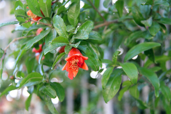 Granatepletreet i blomst